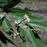 Plants | Kakadu National Park | Parks Australia