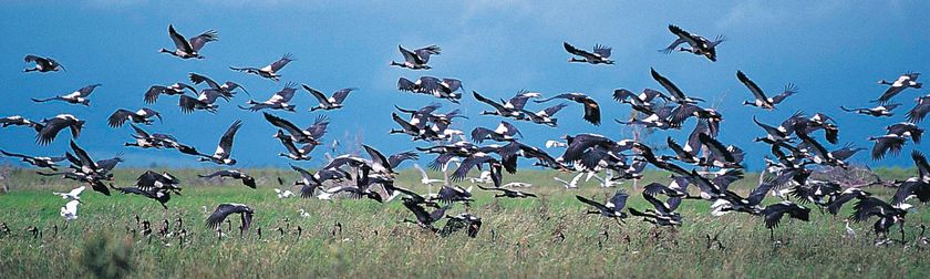 Magpie goose | Kakadu National Park | Parks Australia