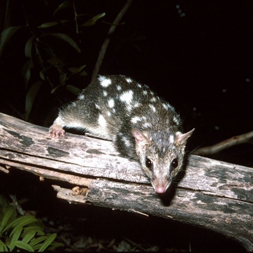 Northern quoll | Kakadu National Park | Parks Australia