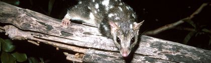 Northern quoll | Kakadu National Park | Parks Australia