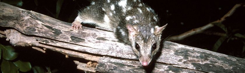 Northern quoll | Kakadu National Park | Parks Australia