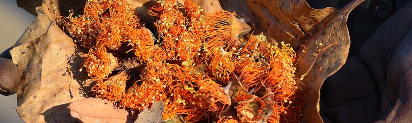 Darwin woollybutt | Kakadu National Park | Parks Australia