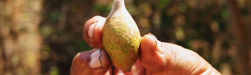Kakadu plum | Kakadu National Park | Parks Australia