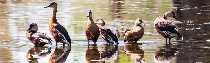 Wandering whistling duck | Kakadu National Park | Parks Australia