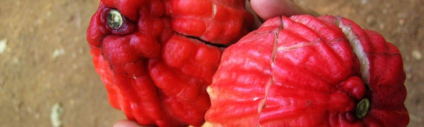 Red bush apple | Kakadu National Park | Parks Australia
