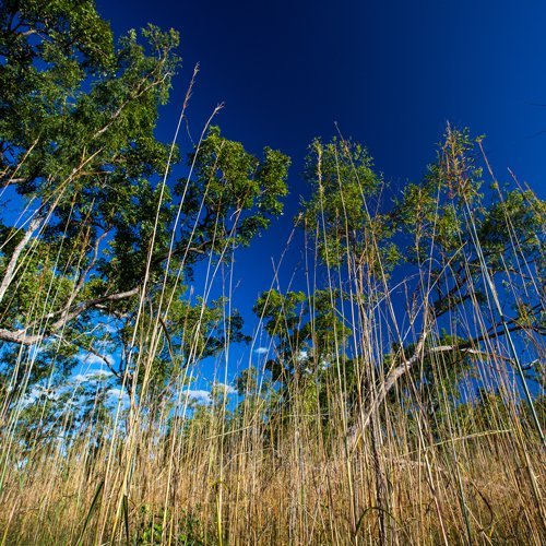 Speargrass Kakadu National Park Parks Australia