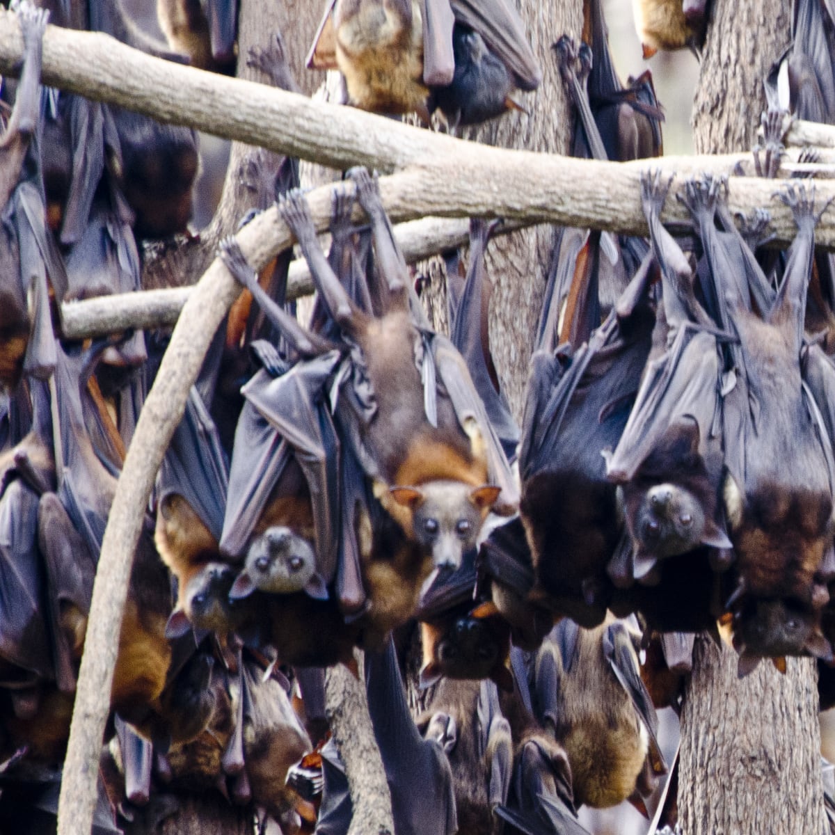 Flying fox | Kakadu National Park | Parks Australia