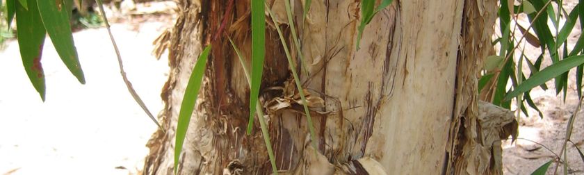 Paperbark tree | Kakadu National Park | Parks Australia