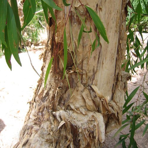 Paperbark tree | Kakadu National Park | Parks Australia