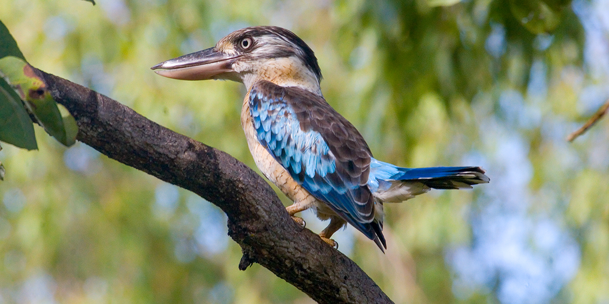 Blue-winged kookaburra | Kakadu National Park | Parks Australia