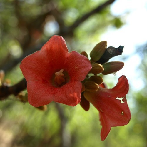 Red-flowered kurrajong | Kakadu National Park | Parks Australia