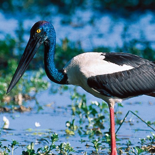 Black-necked stork (jabiru) | Kakadu National Park | Parks Australia