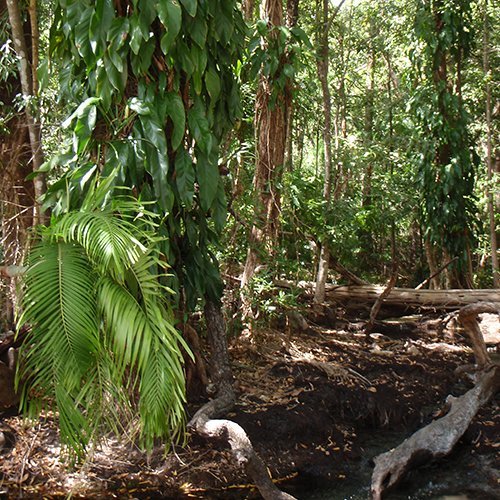 Manngarre rainforest walk | Kakadu National Park | Parks Australia