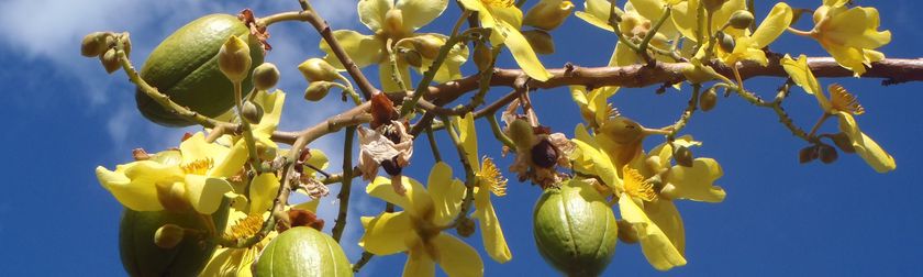 Kapok bush | Kakadu National Park | Parks Australia