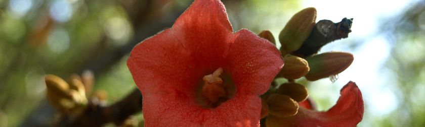 Red-flowered kurrajong | Kakadu National Park | Parks Australia
